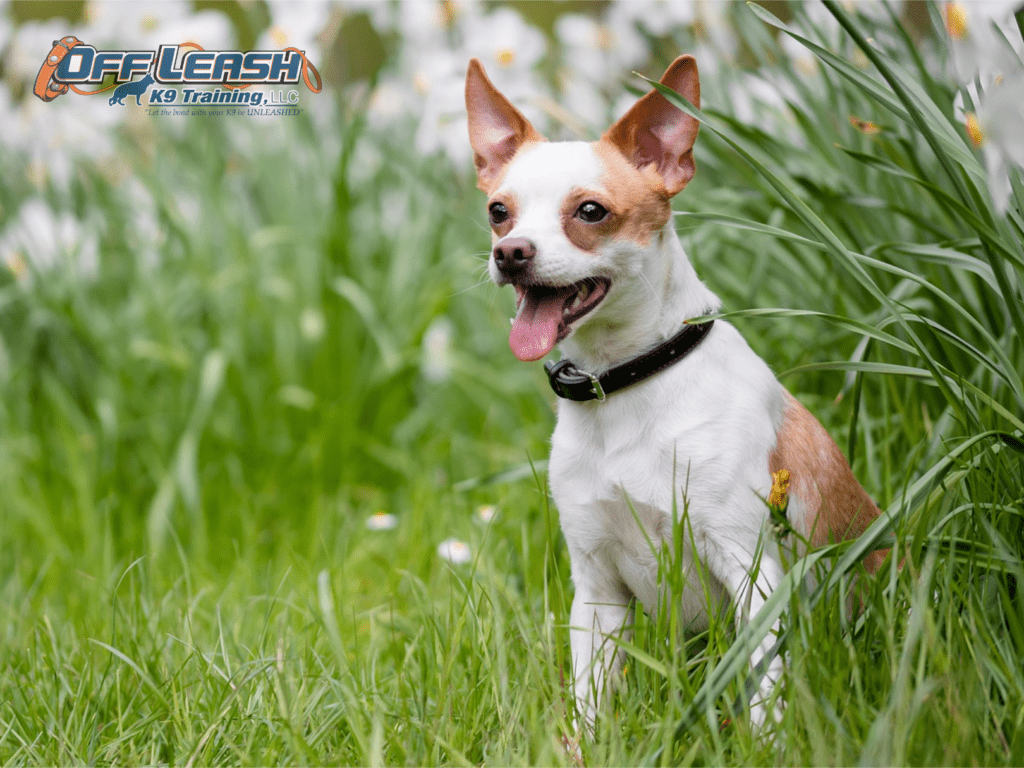 The Ultimate Guide to Microchipping Dogs: Benefits, Process, and ...