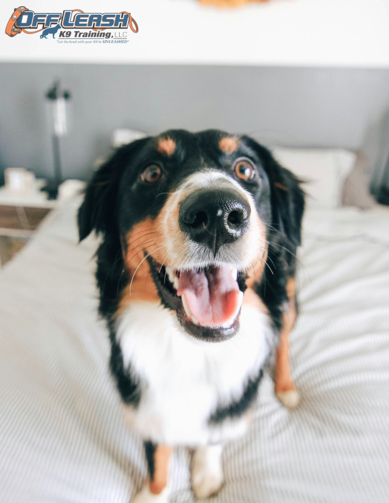 Understanding Canine Empathy: Strengthening the Human-Canine Bond | Off ...