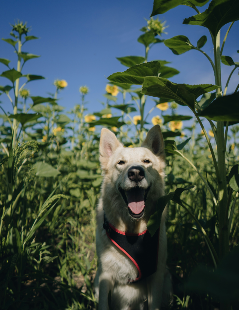Managing Common Allergens in Dogs: A Comprehensive Guide | Off Leash K9 ...