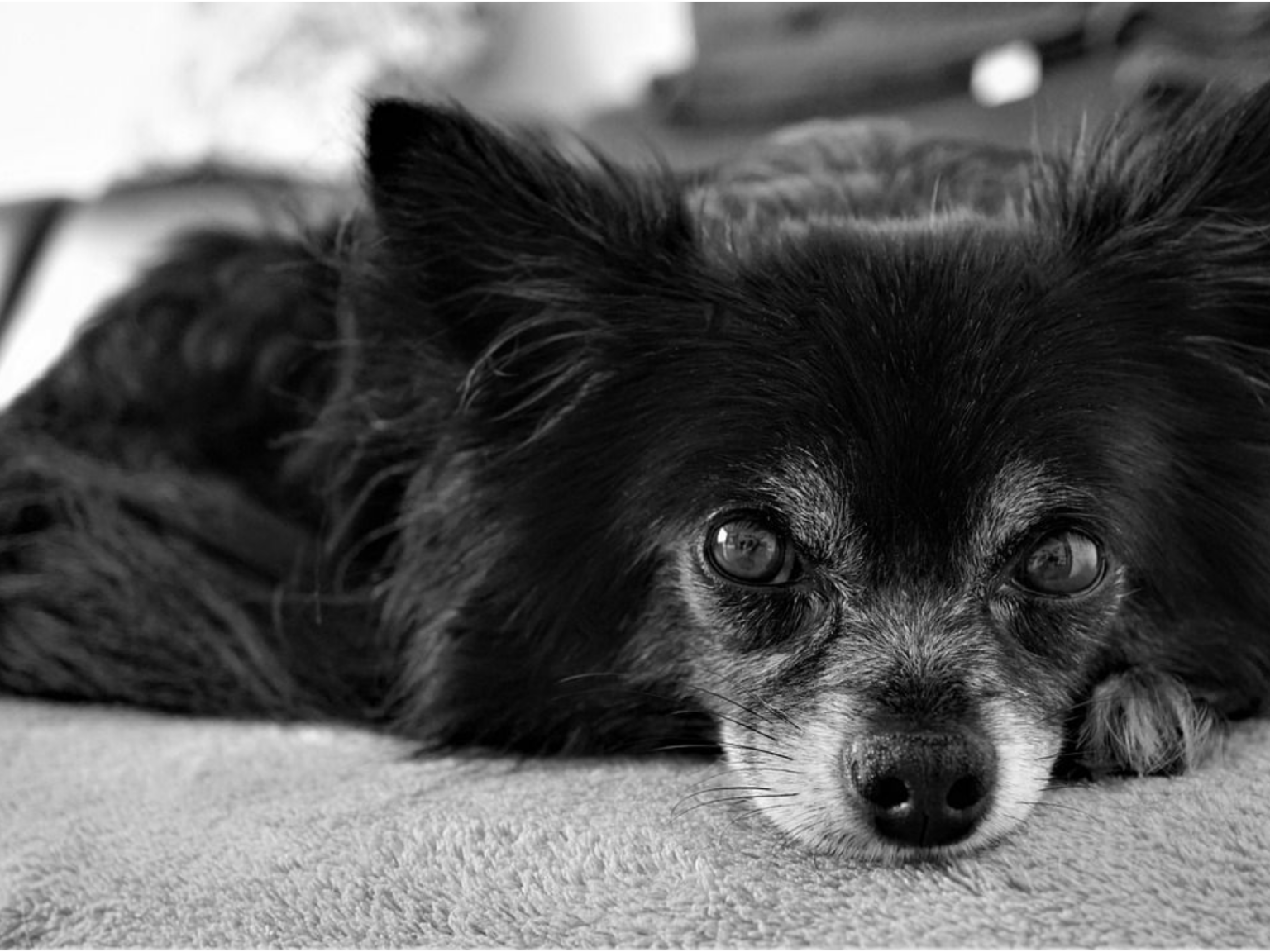 Detecting Kidney Woes in Canines: A Guide for Pet Parents | Off Leash ...