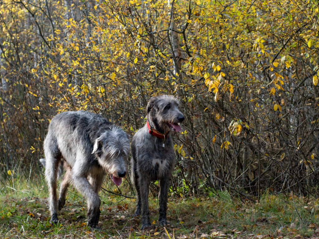 Celebrating Irish Dog Breeds: A Cultural Exploration | Off Leash K9 ...