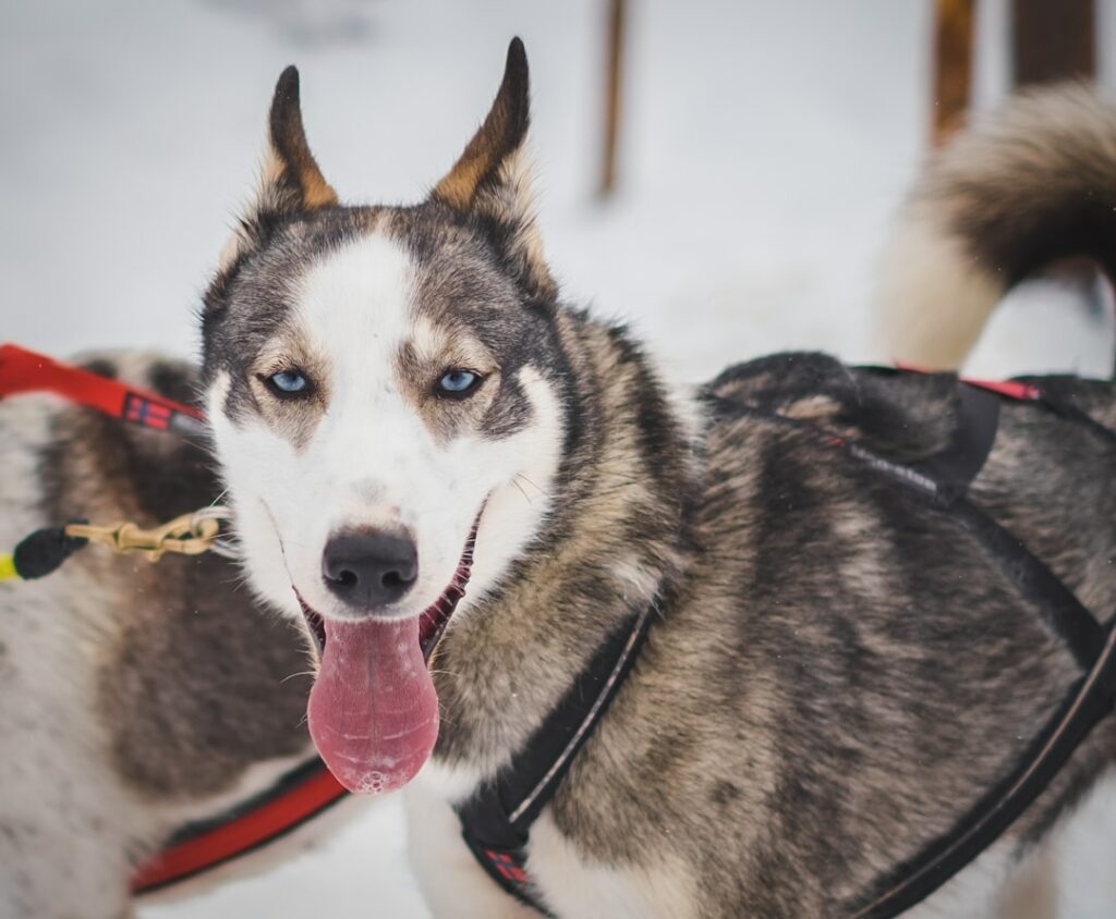 Celebrating the Iditarod: Alaskas Timeless Tribute to Tradition | Off ...