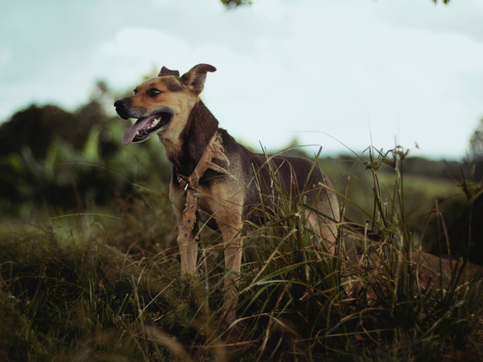 Preventing Heartworm Disease: A Comprehensive Guide for Pet Owners ...